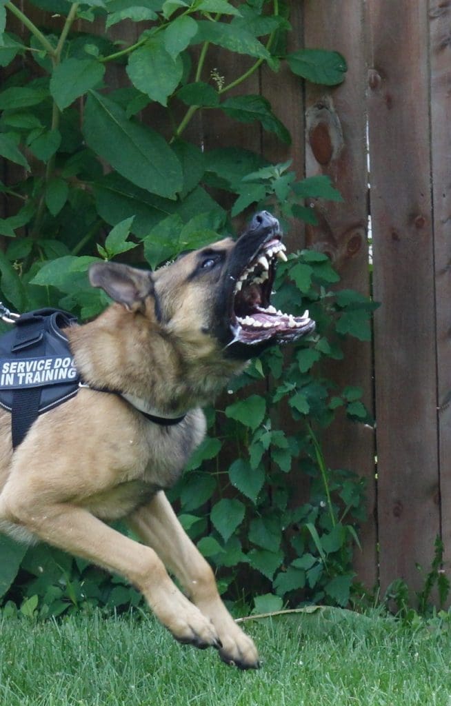 Dog Behavior Training - Outstanding K9